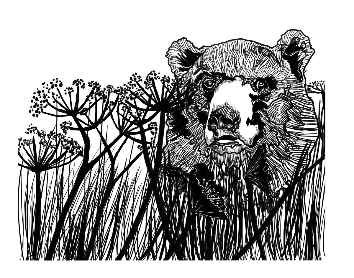 COW PARSNIP – Sevigny Studio